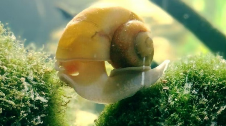 7 Best Snails for Betta Tanks - Snail Might